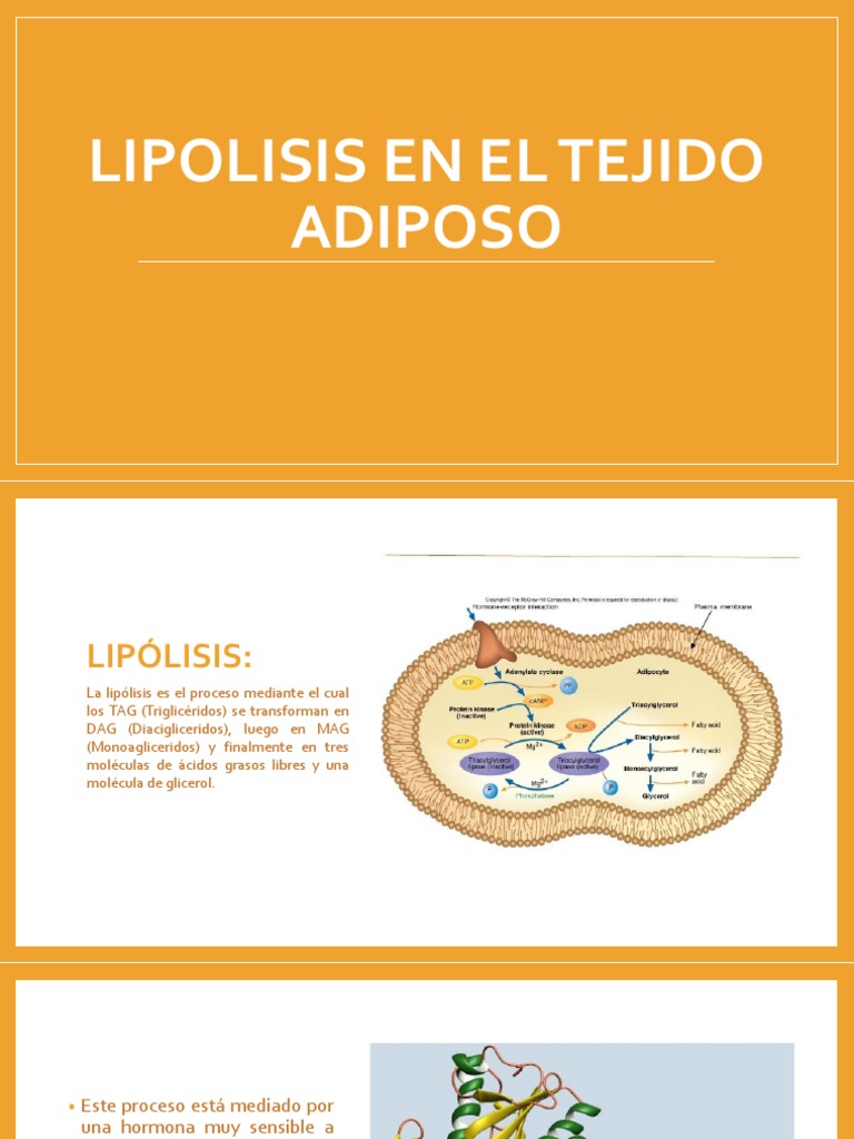 Lipolisis en El Tejido Adiposo | Triglicéridos | Tejido adiposo