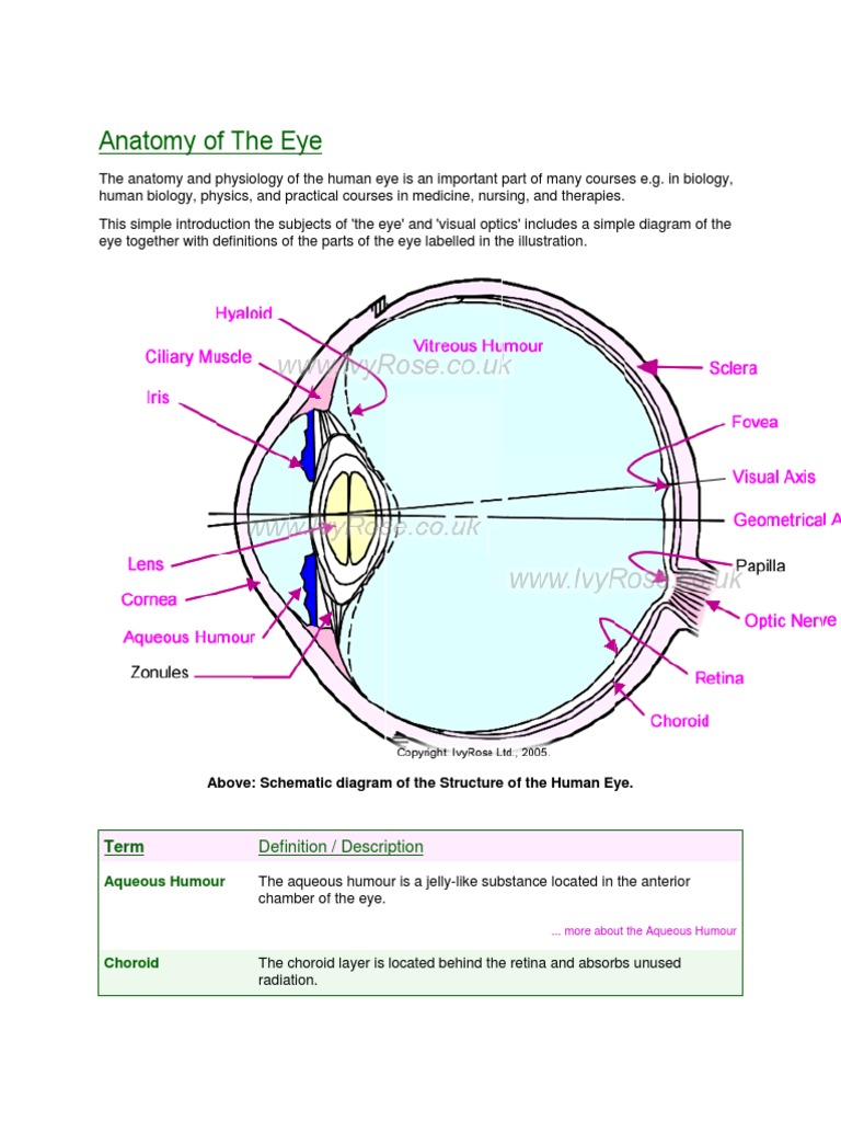 Anatomy of The Eye | PDF | Human Eye | Eye