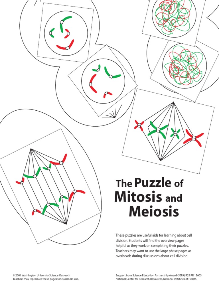 The Puzzle of Mitosis and Meiosis | PDF | Meiosis | Mitosis