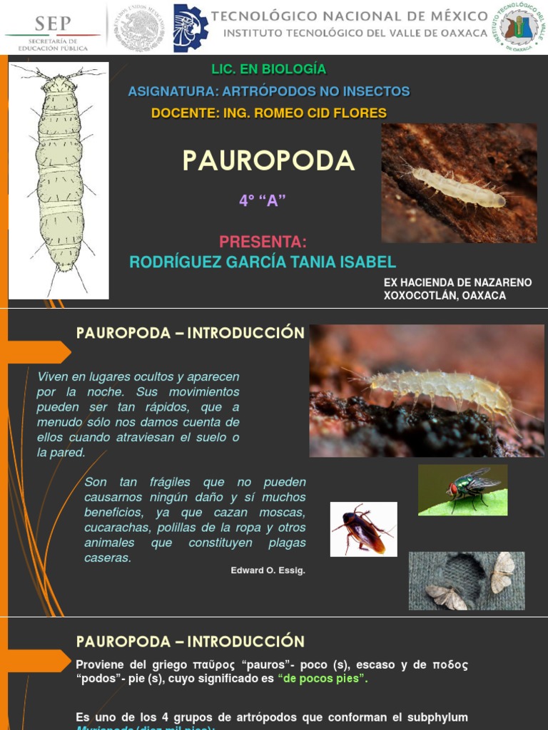 Paurópoda - Rodríguez García Tania Isabel 4A | PDF | Artrópodos ...