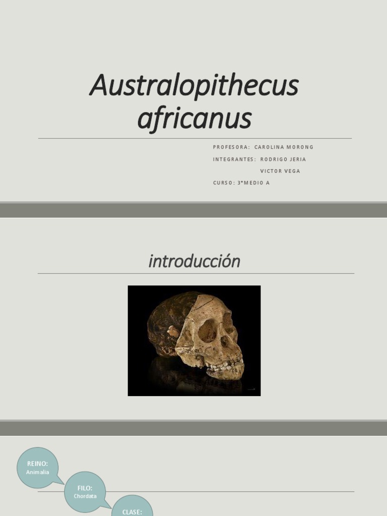 Características del Australopithecus africanus | PDF | Homo Sapiens | Naturaleza