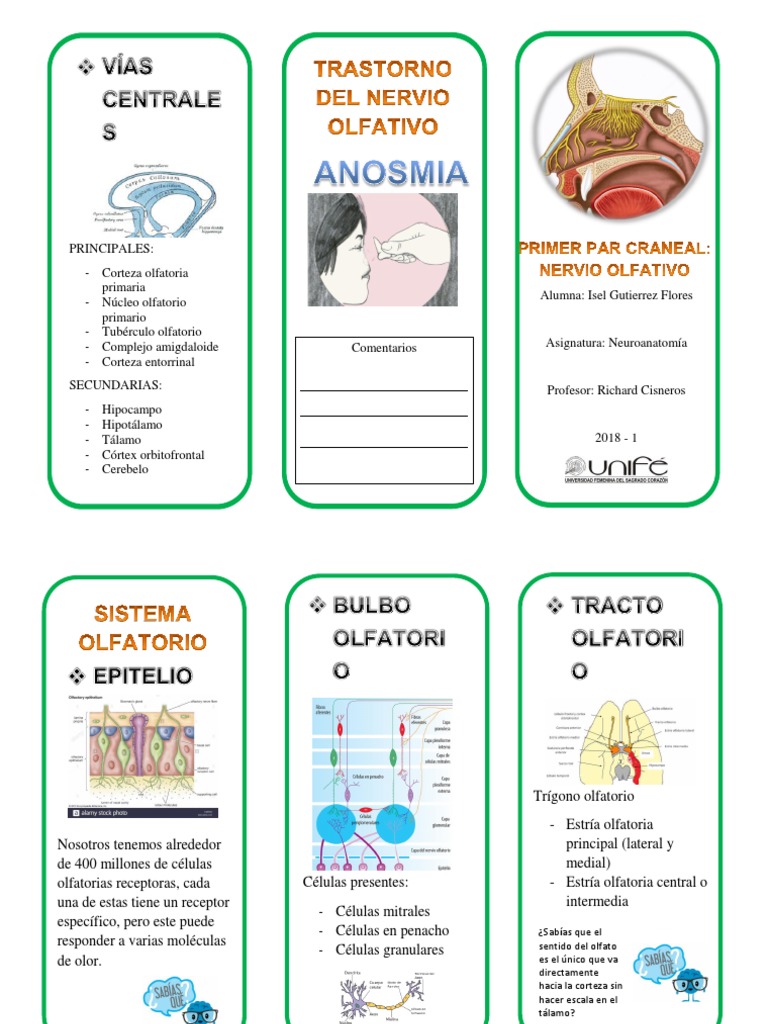 Triptico Par Craneal | PDF