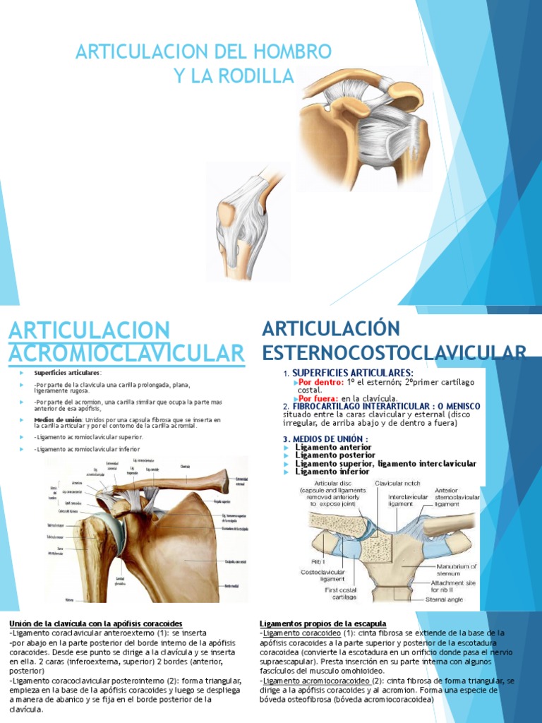 Seminario Art Rodilla y Hombro 2 1 | Hombro | Articulación | Prueba ...