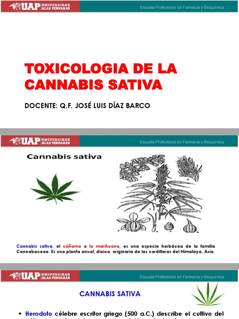 Clase 7 Toxicologia de La Cannabis Sativa | PDF | Cannabis (Droga) | Tetrahidrocannabinol