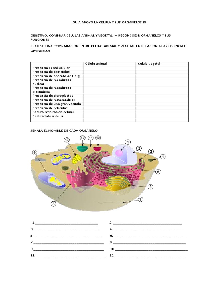 Comparación de Organelos Celulares | PDF | Salud y bienestar | Ciencia ...