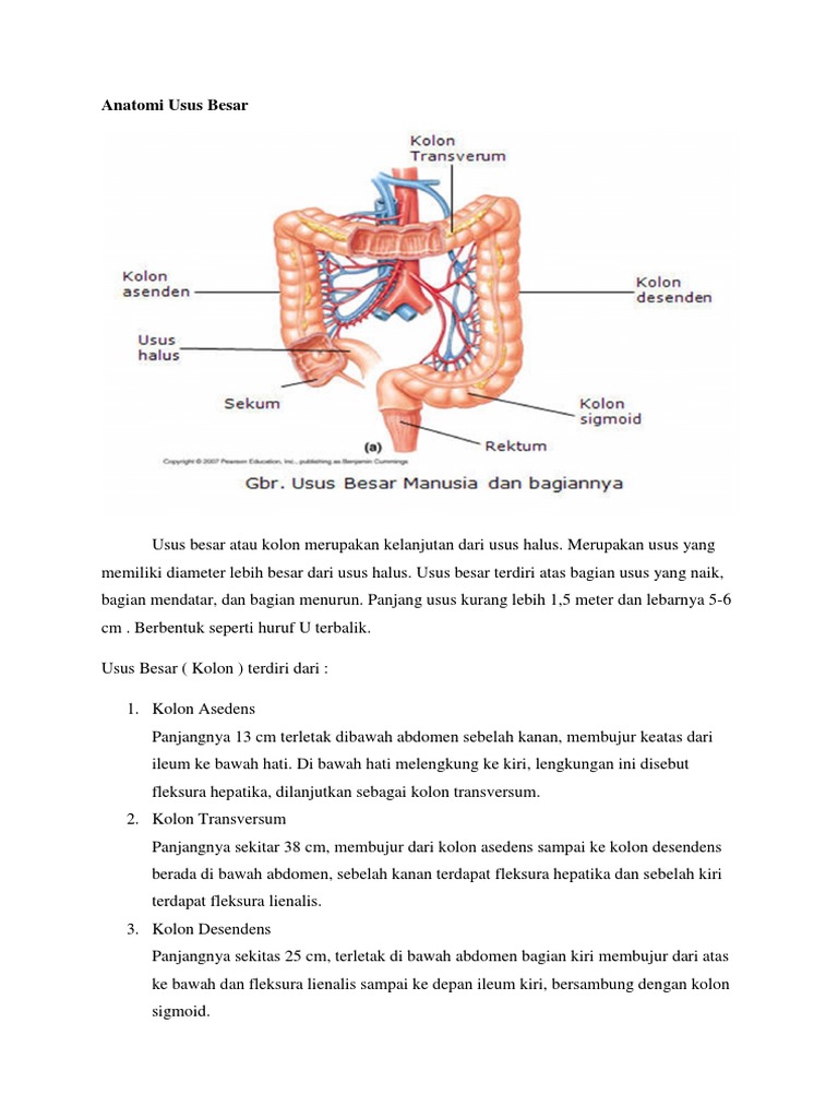 Struktur dan Fungsi Usus Besar Manusia | PDF | Kesehatan Holistik