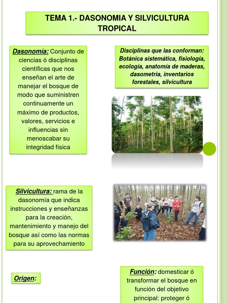 Dasonomia y Silvicultura Tropical | PDF