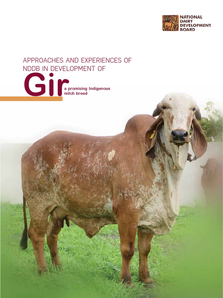 Booklet Development of Gir Eng Low | PDF | Calf | Dairy Cattle