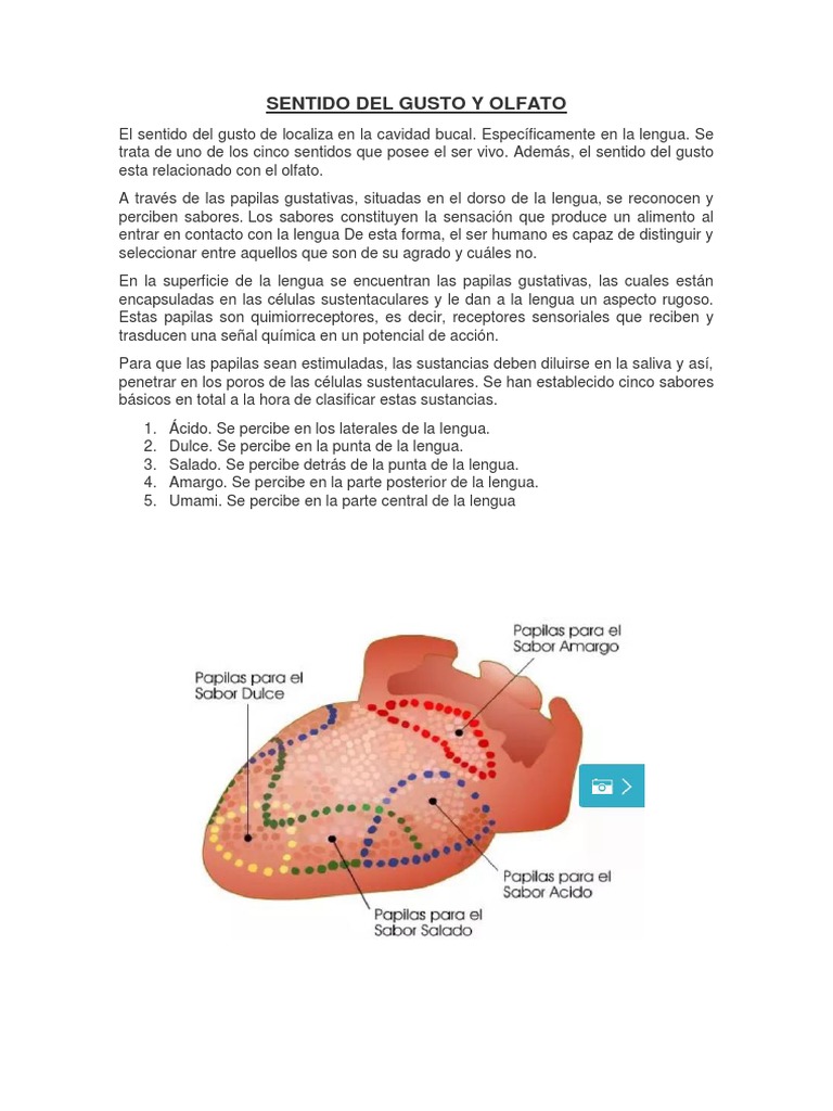 Sentido Del Gusto y Olfato | PDF | Olfato | Gusto