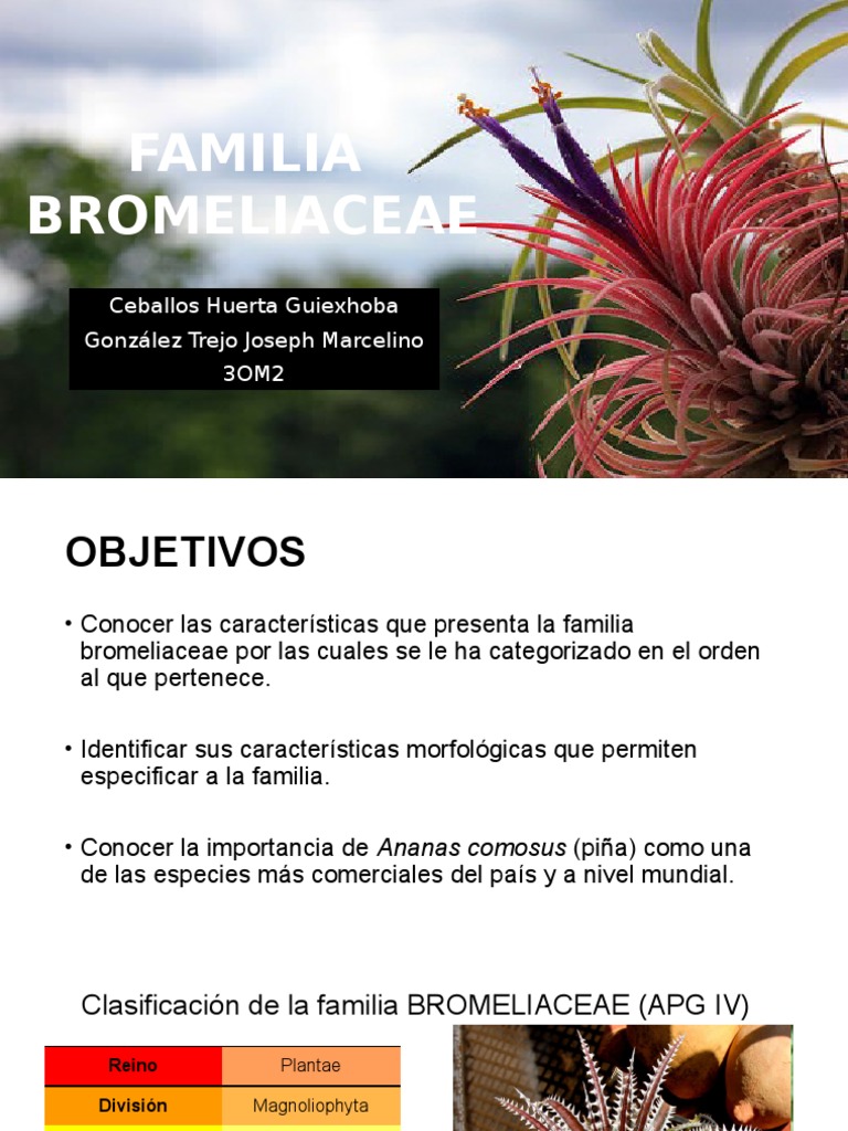 Características de la familia Bromeliaceae | PDF | Plantas ...