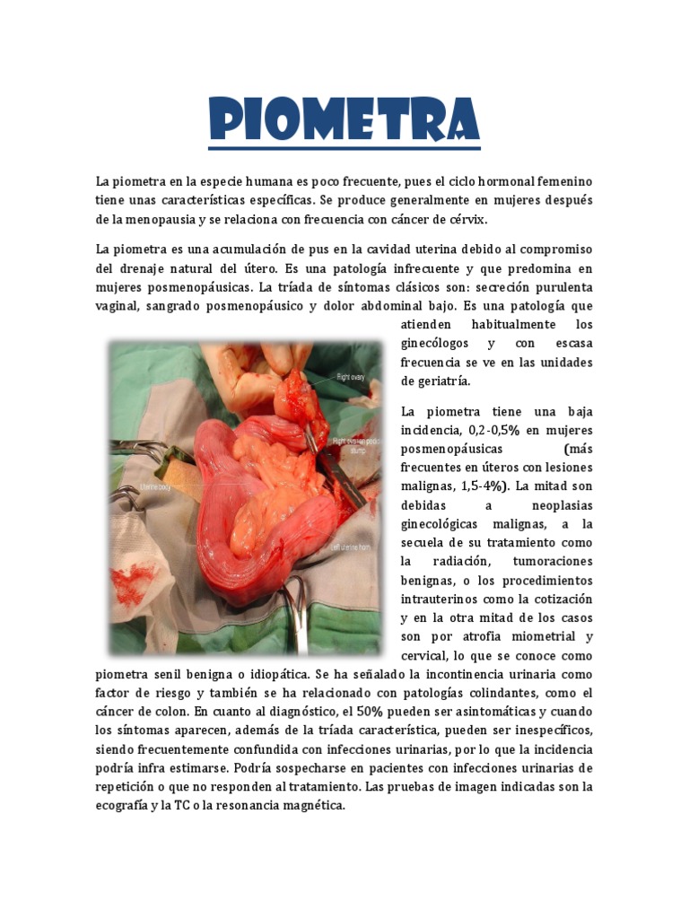 Piometra: Diagnóstico y Tratamiento | PDF | Salud pública ...