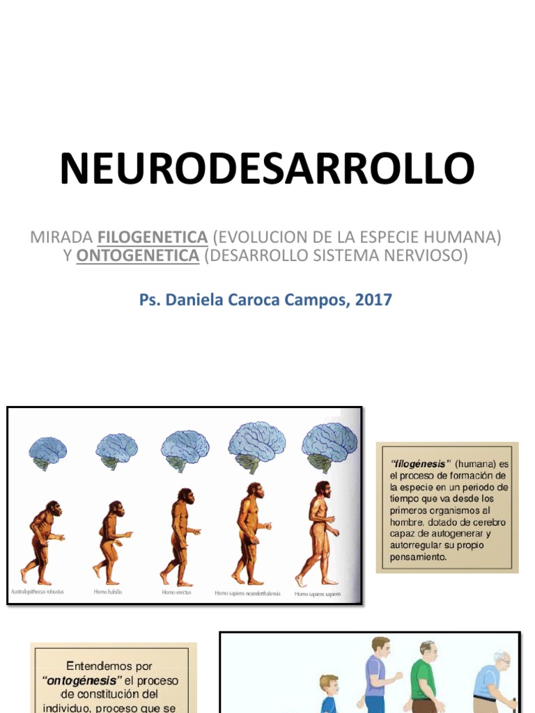 Tema 3 Neurodesarrollo Filo y Ontogenesis | Cerebro | Sistema nervioso
