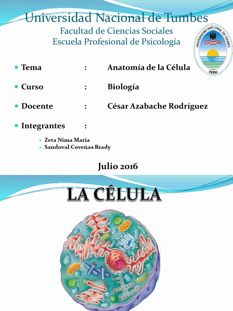 Anatomia de La Celula | PDF | Citoplasma | Nucleo celular