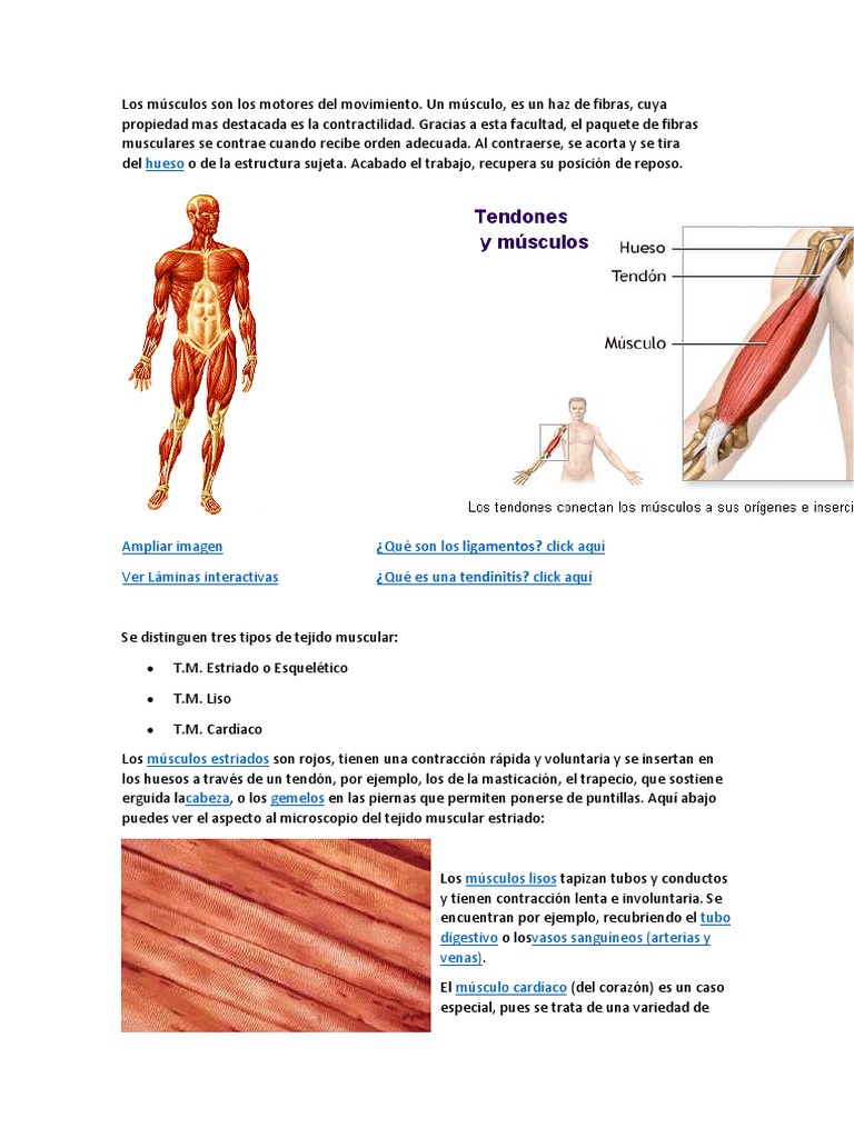 Huesos y Musculos | PDF | Tejido suave | Anatomía del miembro inferior