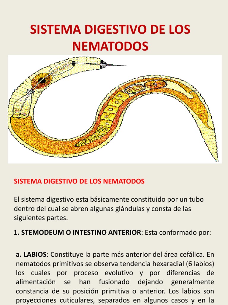 Sistema Digestivo de Los Nematodos | Nematodo | Sistema digestivo humano
