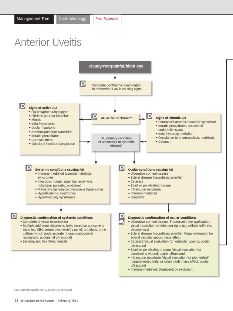Anterior Uveitis: Ophthalmology Management Tree | Download Free PDF ...