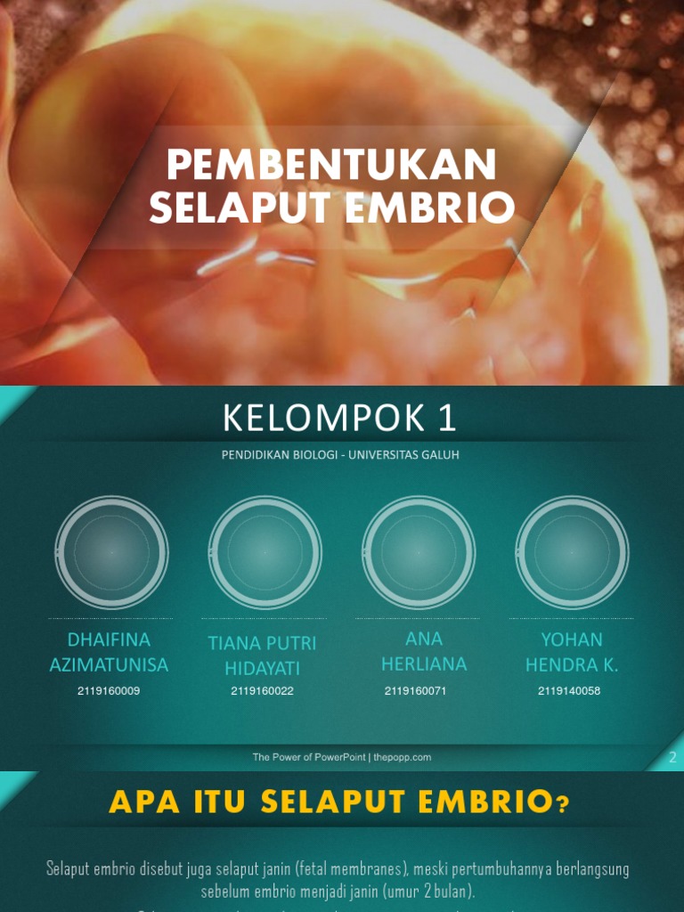 Presentasi Pembentukan Selaput Embrio | PDF