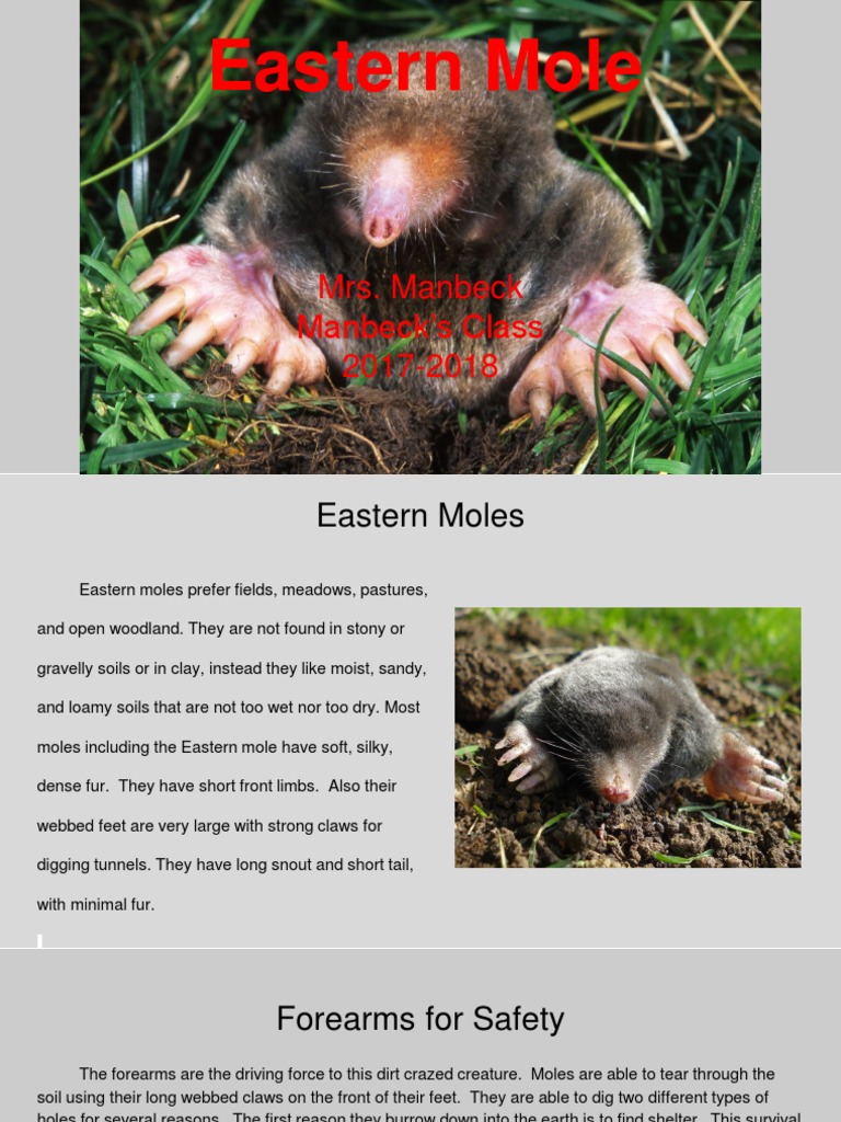 Research Project Eastern Mole | PDF | Organisms | Nature