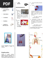 Triptico La Botella Con Pulmones | PDF | Anatomía