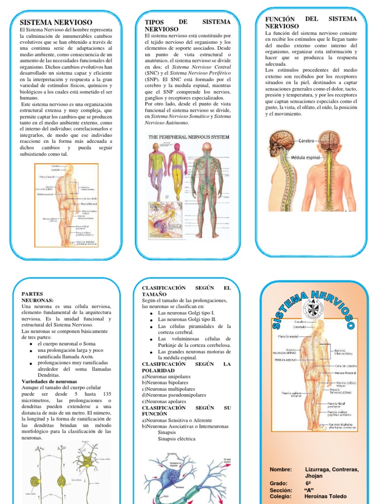 Triptico Del Sistema Nervioso | PDF | Neurona | Sistema nervioso