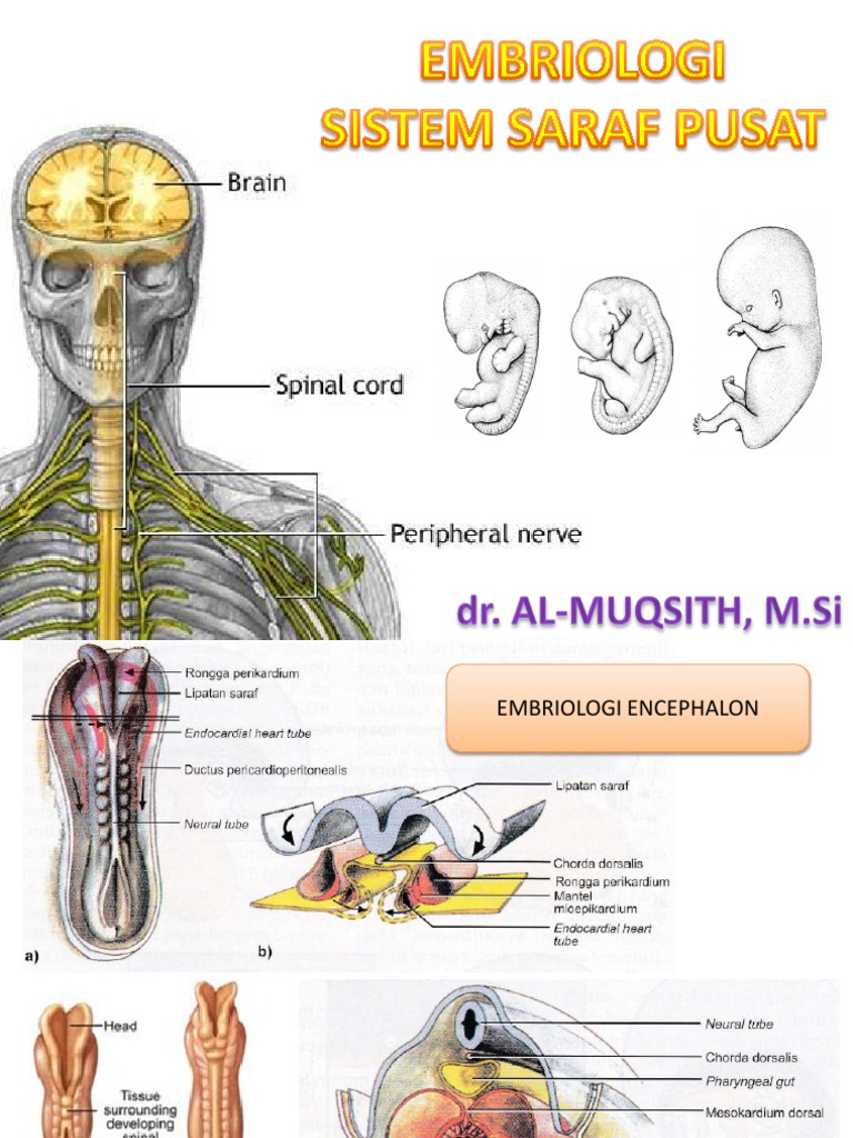Embriologi SSP | PDF | Sains & Matematika