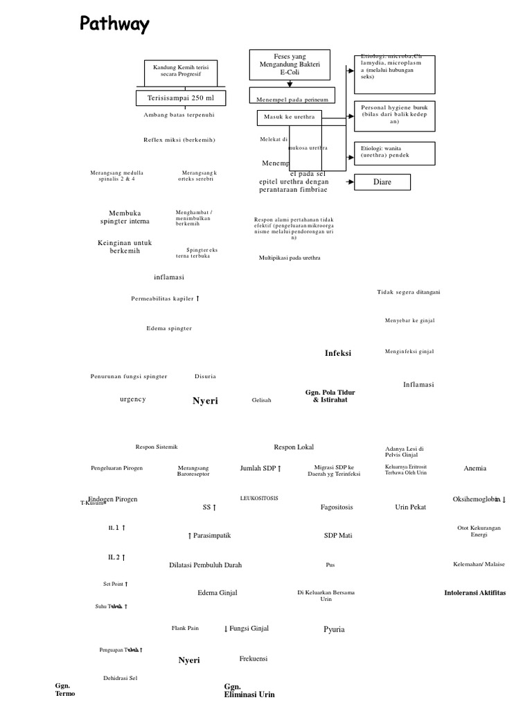 Pathway Pielonefritis | PDF