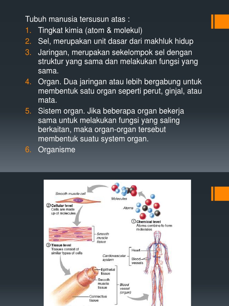 Struktur Tubuh Manusia | PDF