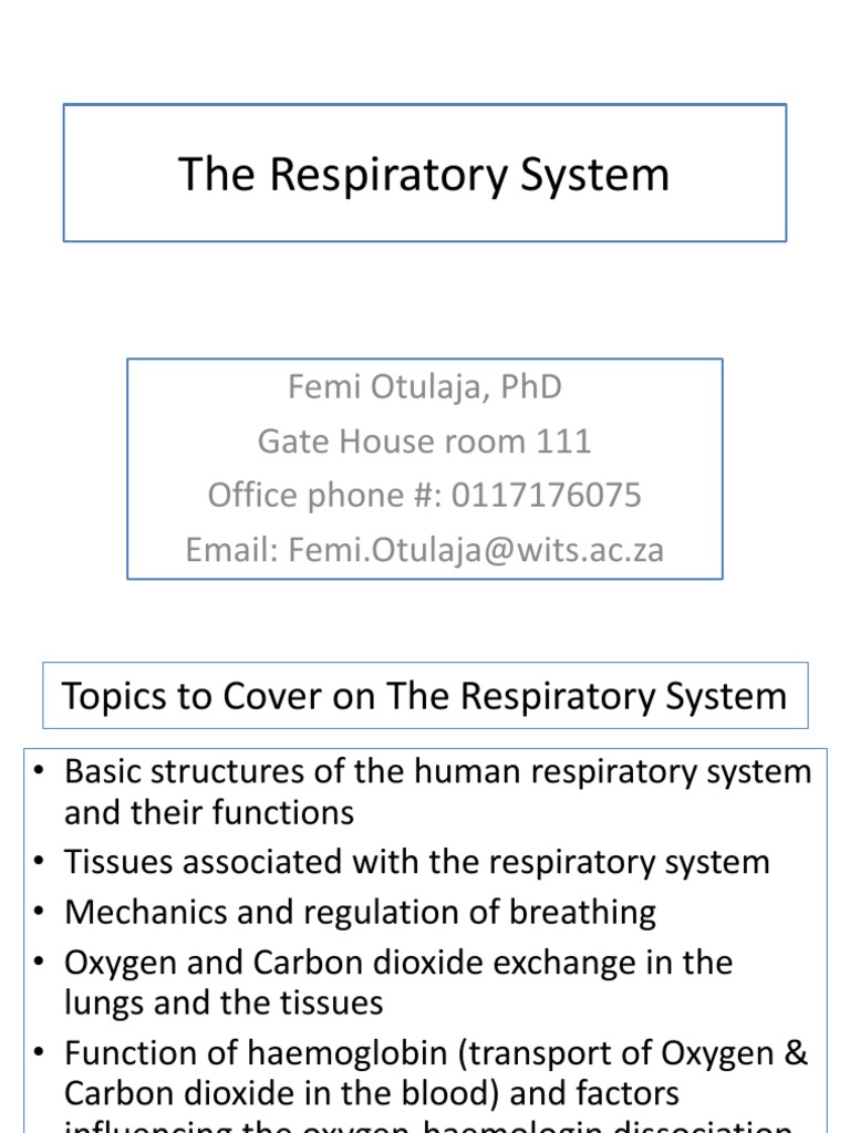 Parts of The Respiratory System & Their Functions | PDF | Respiratory ...