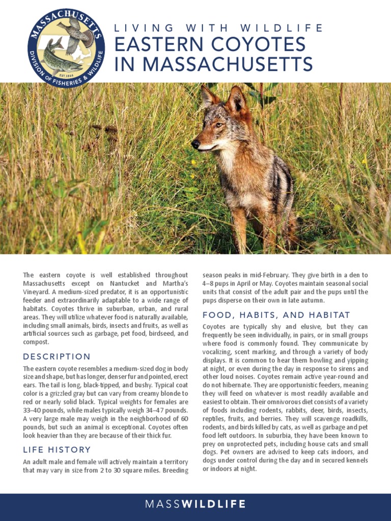 Living With Coyotes | PDF | Coyote | Cats