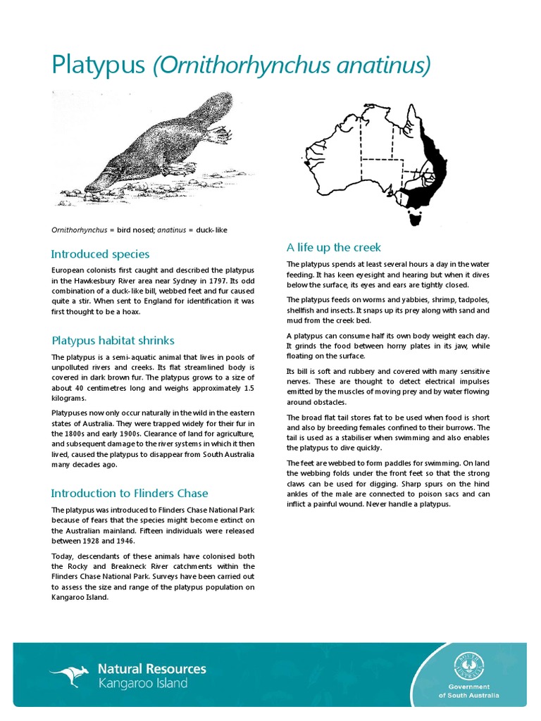 Platypus: (Ornithorhynchus Anatinus) | PDF | Organisms | Nature