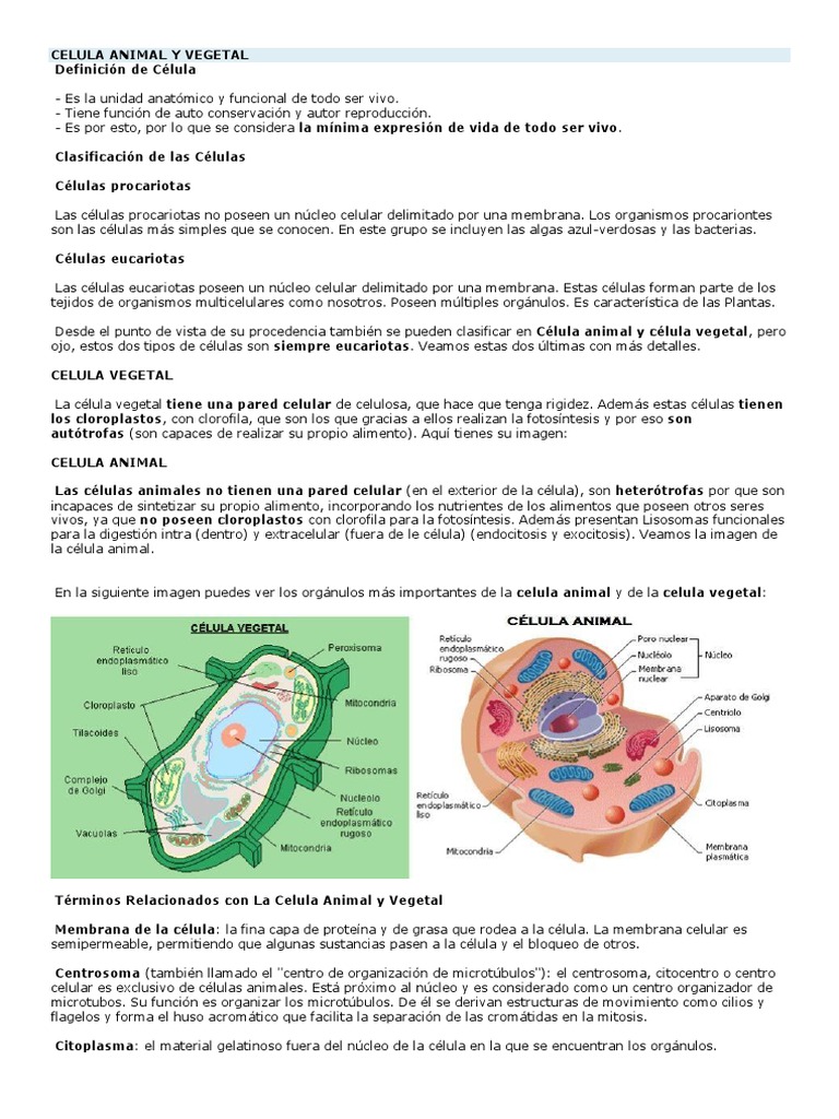 Células Animal y Vegetal: Definición y Funciones | PDF | Citoplasma ...