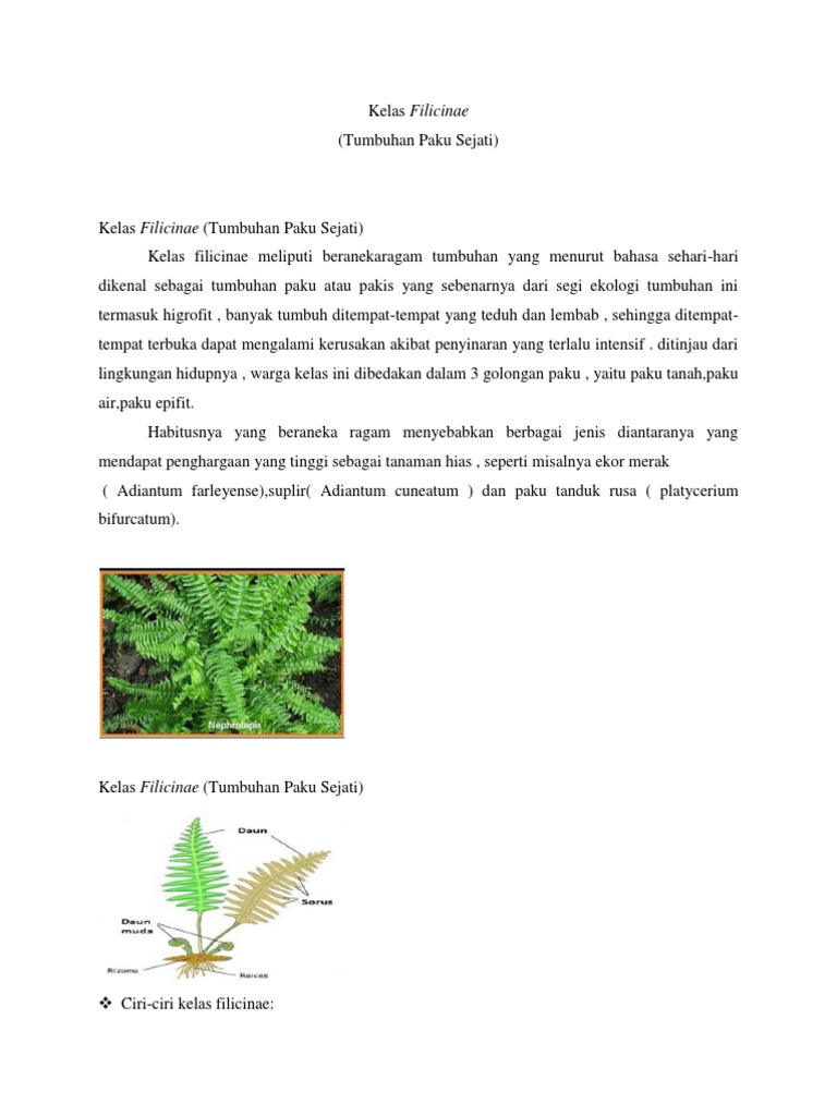 Kelas Filicinae 2 | PDF