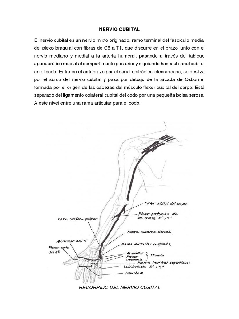 Nervio Cubital | PDF | Mano | Codo