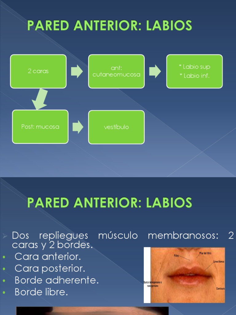 Anatomia de Boca y Faringe | PDF | Lengua | Labio