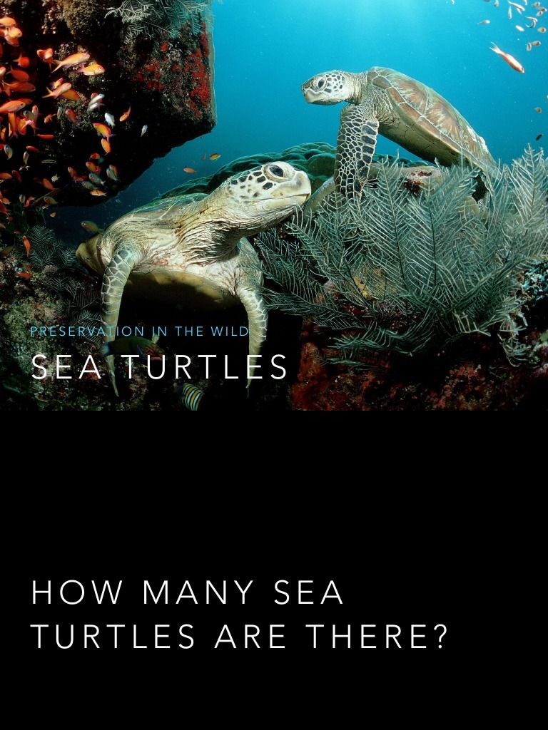 Sea Turtle Presentation | PDF