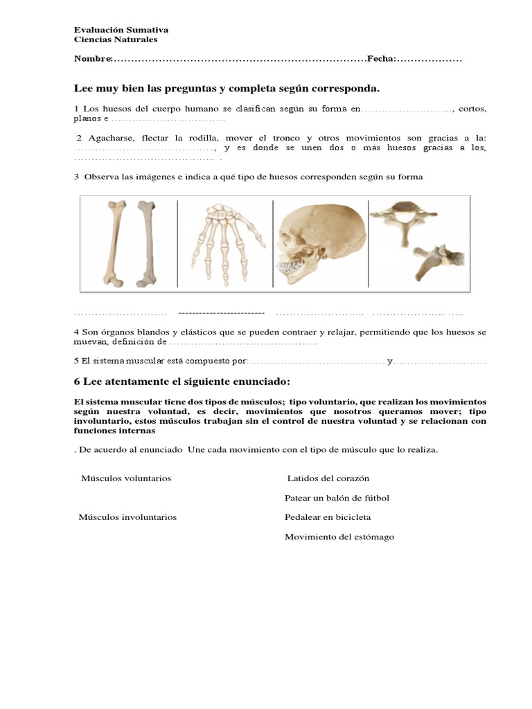 Prueba Sistema Locomotor y Nervioso | PDF | Músculo | Hueso
