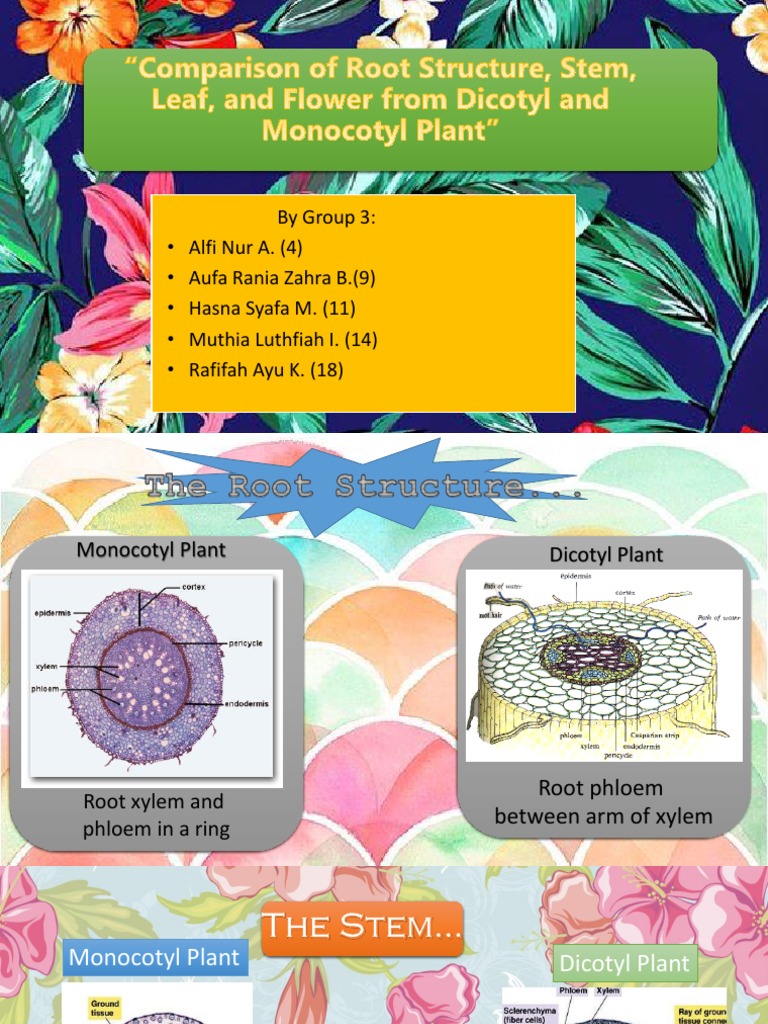 Plant Body Structure | PDF