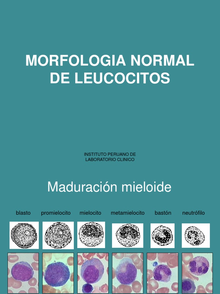 Morfologia Normal de Leucocitos