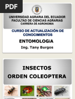 Caja Entomológica | PDF | Insectos | Papel