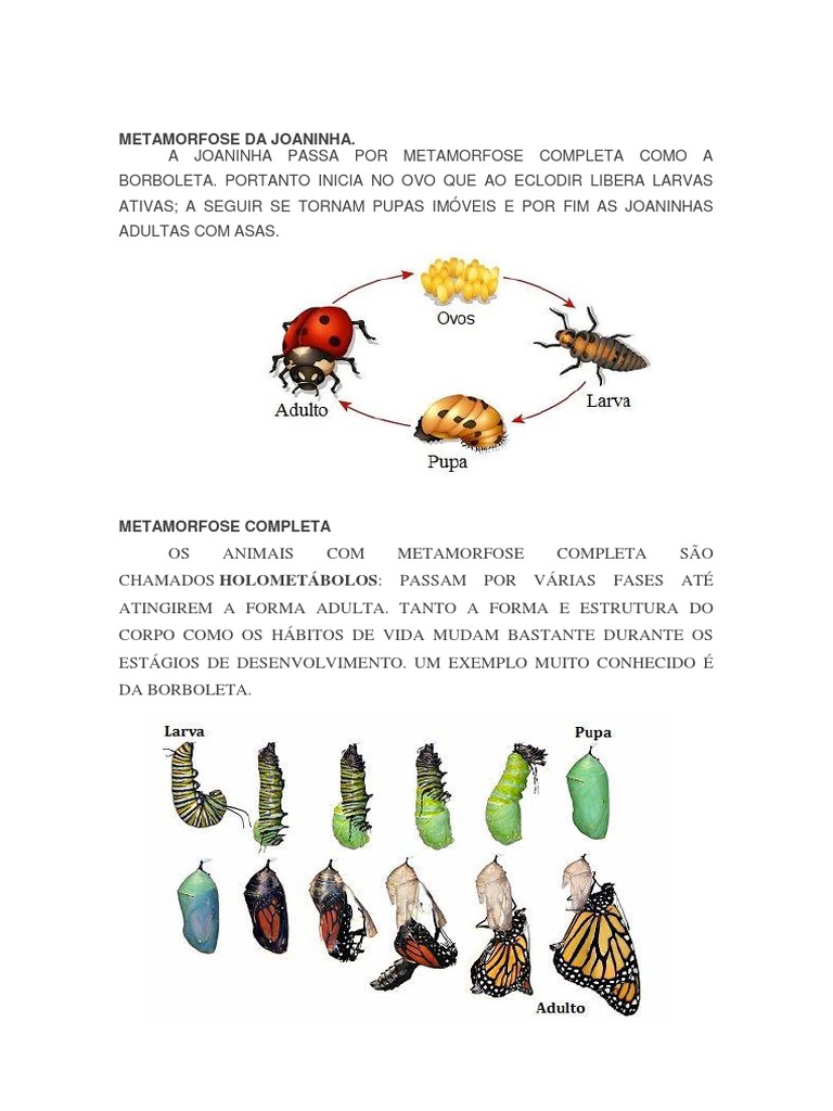 Metamorfose da Joaninha: Fases e Tipos | PDF | Ciências e Matemática