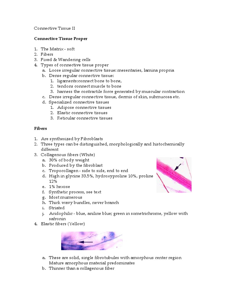 Worksheets Different Types Of Connective Tissue