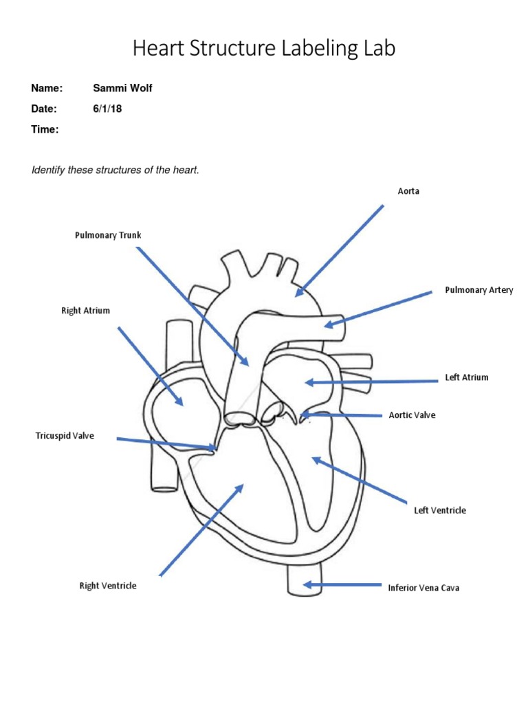 Heart Labeling S | PDF