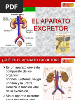 Triptico Del Sistema Excretor | PDF | Sistema urinario | Riñón