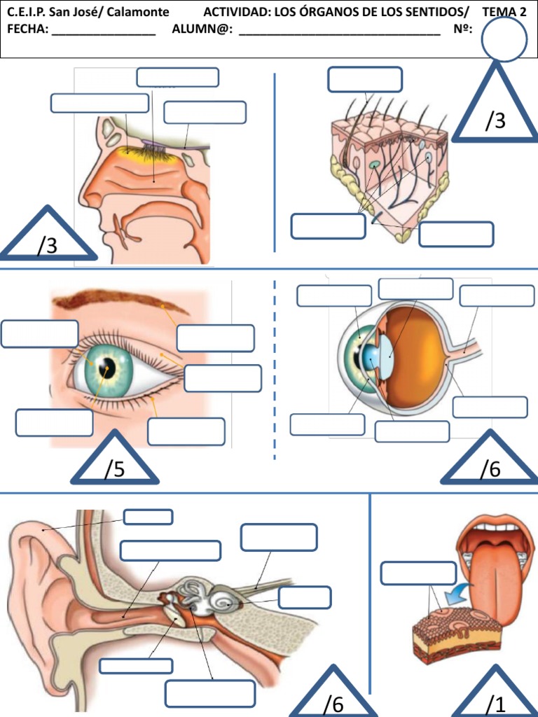 Ficha Esquemas Mudos Órganos de Los Sentidos | PDF