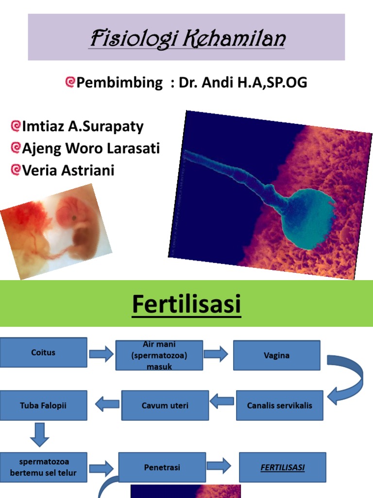 Fisiologi Kehamilan | PDF