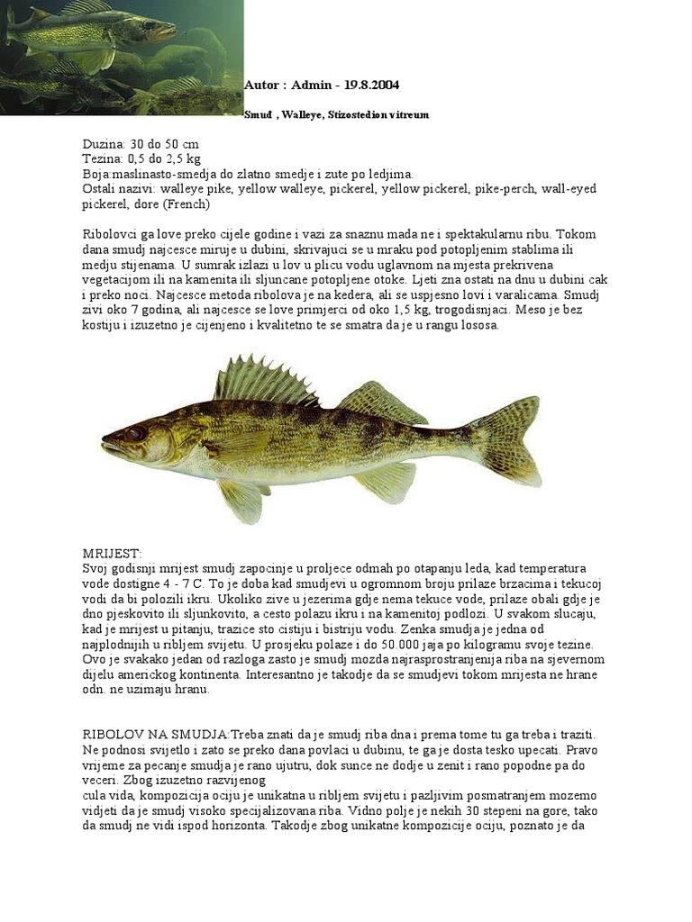 Ribo Lov | PDF