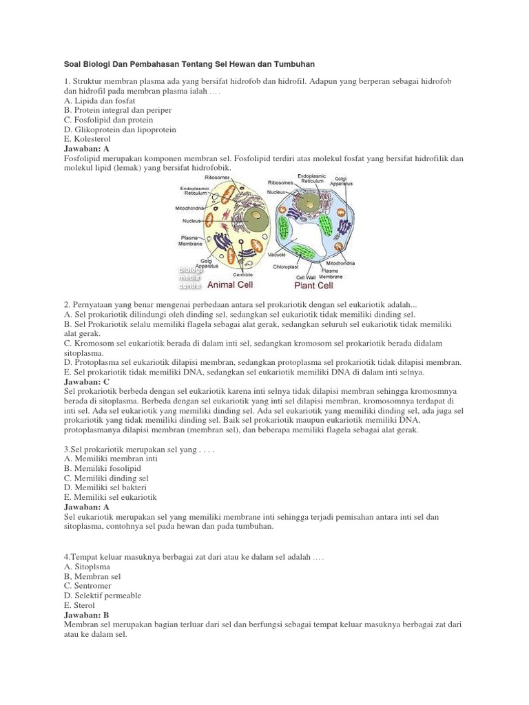 Soal dan Pembahasan Sel Hewan Tumbuhan | PDF | Kajian Bahasa Asing