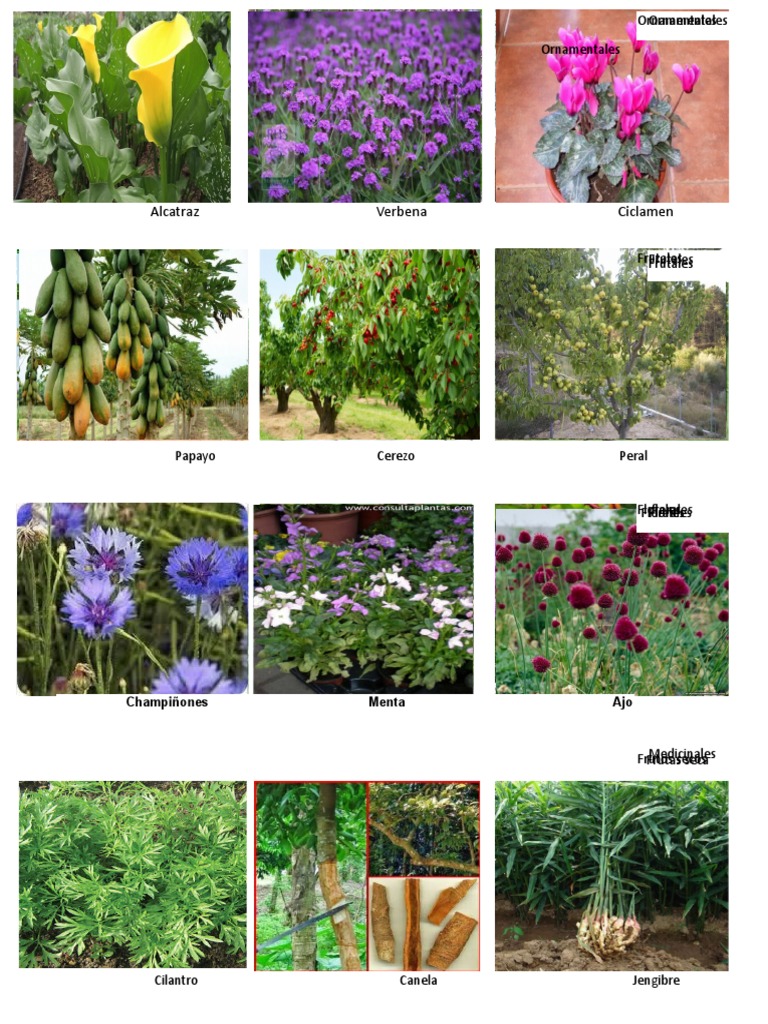 Tipos De Plantas Ornamentales Frutales Florales Y Frutos Secos Pdf 1416