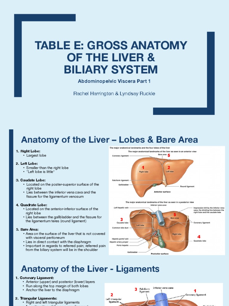 Table e - Liver Anatomy Biliary System | PDF | Liver | Gallbladder
