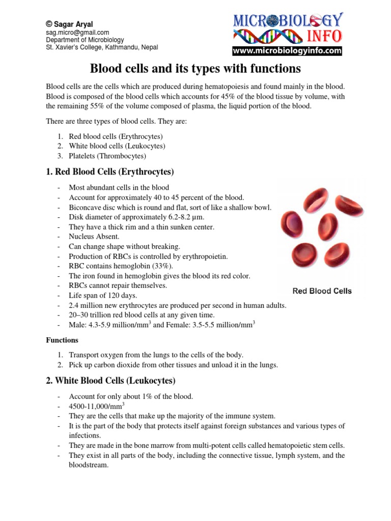 Blood Cells and Its Types With Functions | PDF | Granulocyte | Blood Cell